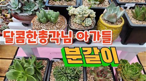 쥬피터 군생 ~테슬라~엘리자베스철화 Youtube