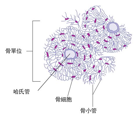骨细胞 细胞中国