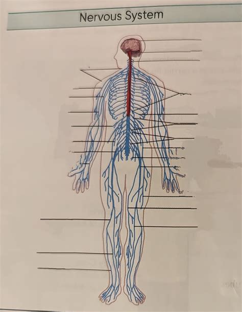 Nervous System Diagram Quizlet