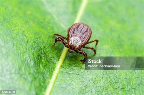 Virus Ensefalitis Atau Penyakit Lyme Atau Serangga Arakhnida Kutu Yang