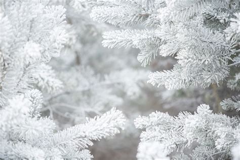 겨울 장면 눈으로 덮여 서리가 내린 소나무 가지 숲속의 겨울 0명에 대한 스톡 사진 및 기타 이미지 0명 가문비나무 겨울 Istock