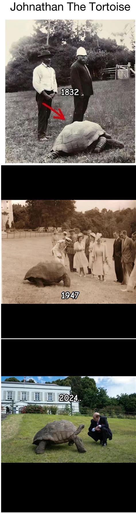 육지거북의 수명  유머 움짤 이슈 에펨코리아