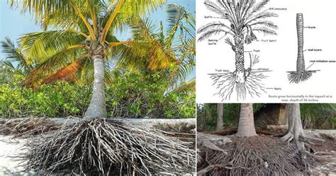 How Deep Are Palm Tree Roots Palm Tree Root System Diagram And Information