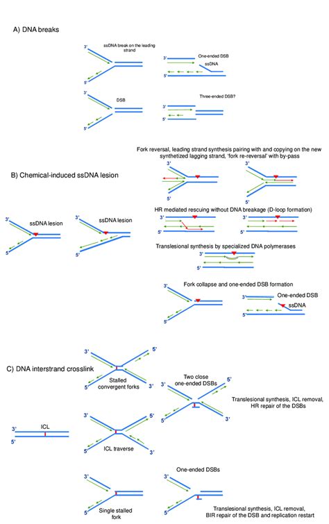 Possible Outcomes Of Replication Forks Meeting A Dna Lesion A The Download Scientific