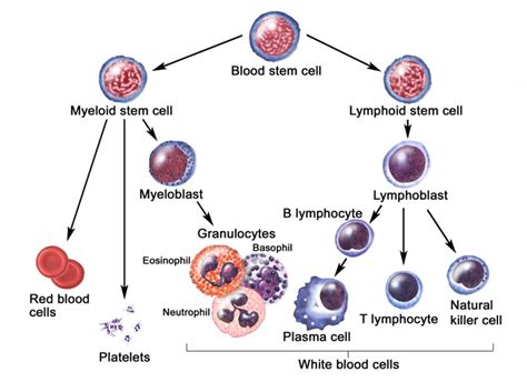 Monocytes Function Causes Of High And Low Monocytes