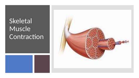 Ocr Alevel Pe Skeletal And Muscular System Teaching Resources