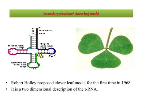 Trna Structure And Function Pptx Programming Languages Computing