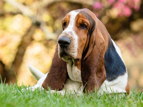 Do Basset Hounds Have A Lot Of Health Problems