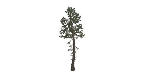 Douglas Fir Tree 06 3d Model By Kmg 3d Kmg3d 88bbd72 Sketchfab