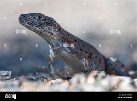 Female Long Nosed Leopard Lizard Gambelia Wislizenii In Breeding Coloration Bosque Del