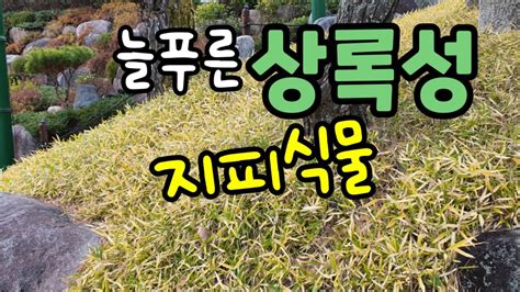 정원 큰나무 밑에 심으면 좋은 상록성 지피식물 Youtube