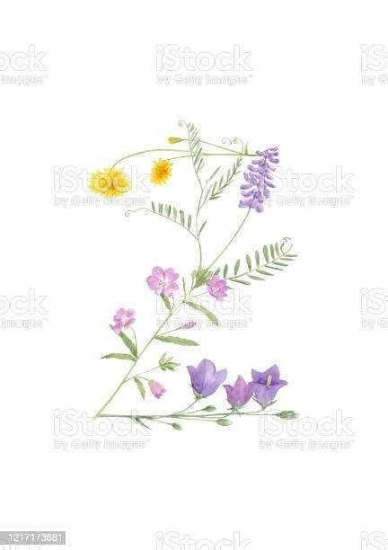 수채화 손 그린 야생 초원 꽃 알파벳 컬렉션입니다 편지 Z 흰색 배경에 고립 0명에 대한 스톡 벡터 아트 및 기타 이미지 Istock