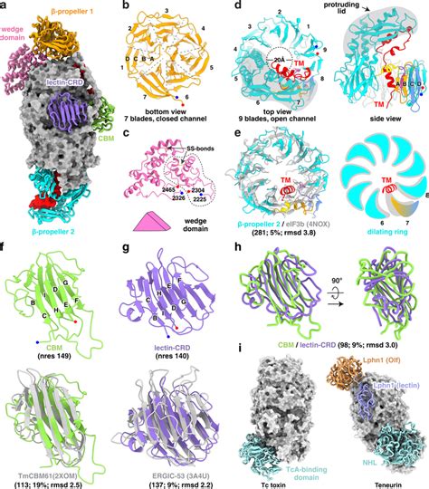 Receptor Binding Domains Of Sgs1 A The Receptor Binding Domains Shown