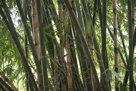 Of The Best Bamboo Species To Use In Construction Bamboo U