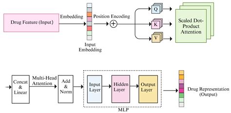 Mtrans M Transformer And Knowledge Graph Based Network For Predicting