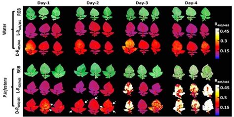 Special Biological Marker For Late Blight Early Detection In Potatoes Potato Business