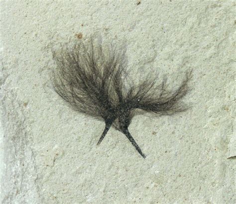 Fossil Feathers Fossil Feathers