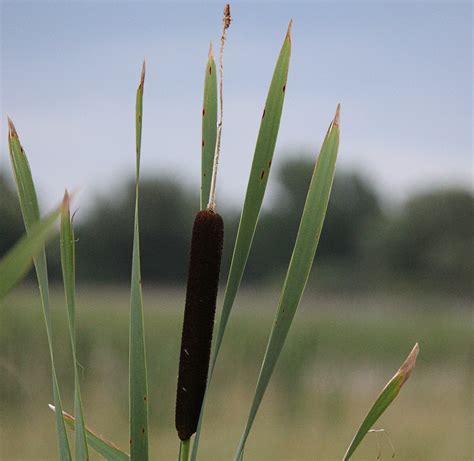 Bulrush Common Bulrush Broadleaf Cattail Common Cattail Great