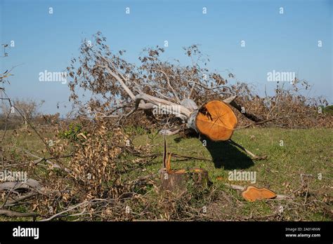 Eucalyptus Tree Felled And Sawn On The Trunk Red Heartwood Of A Eucalyptus Tree At The Show