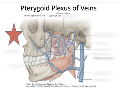 Pterygoid Plexus Of Veins — Printable Worksheet