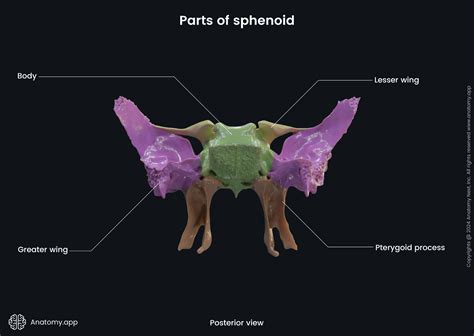 Sphenoid Bone Anatomyapp