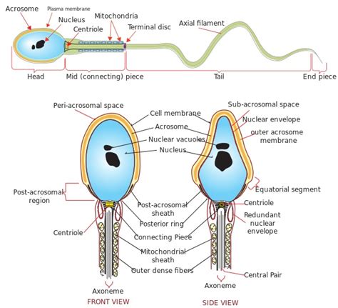 What Is The Difference Between Sperm And Ovum Pediaa Com