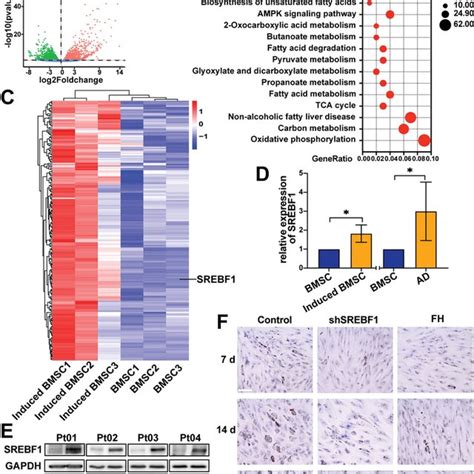 Bmsc Adipogenic Differentiation Increases In T‐all Patients Download Scientific Diagram