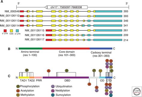 Structural Evolution And Dynamics Of The P53 Proteins