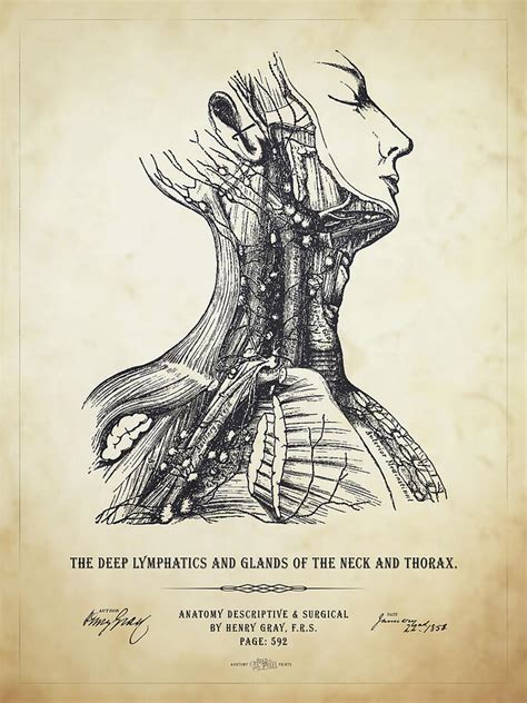Lymphatics And Glands Anatomy Vintage Digital Art By Aged Pixel Pixels