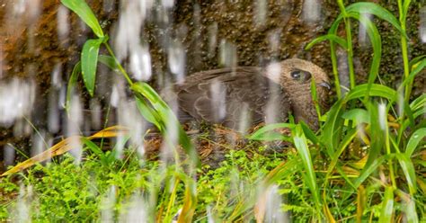 Cypseloides 193345 Biofaces Bring Nature Closer