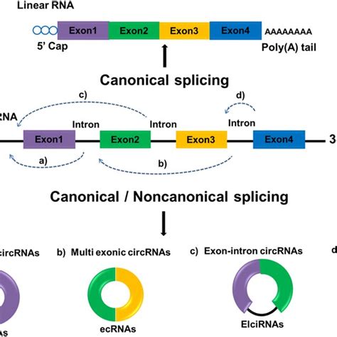 Biogenesis Of Circrna Linear Mrnas Are Produced By Canonical Splicing