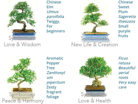 Indoor Bonsai Tree Meanings Bonsai Trees For Sale Uk