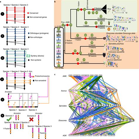 Monocot Genome Evolution From The Inferred Amk A Illustration Of The