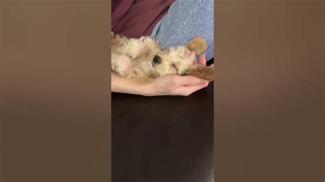 너무 졸려 귀여움 주의 Youtube