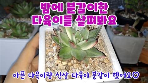 분갈이한 다육이들 늦은 저녁 살펴봐요 아팠던 다육이들 다시 분갈이 했어요 신상다육이들도 보여드려요 다육이 다육이키우기 옥상다육이 Youtube