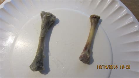 Science Bones 3 Nutbugs