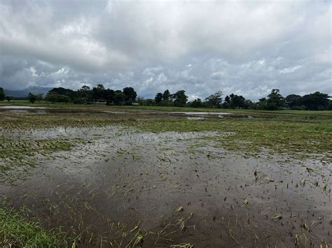 ပေါင်မြို့နယ်၌ မိုးသည်းထန်စွာရွာသွန်းမှုကြောင့် ထိခိုက်ပျက်စီးခဲ့သည့် လယ်မြေများအားကွင်းဆင်းစစ