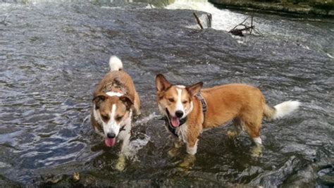 Resolved Adbstr Aka Dbtypebstr In A Memory Based Ado Recordset