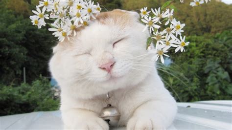 猫壁纸大全高清猫图片大全彼岸桌面
