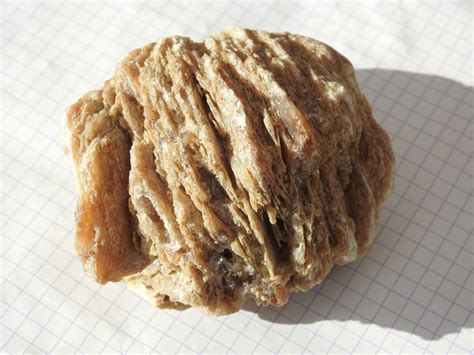 Bois Fossile Dans Loise Forum Fossiles Et Paléontologie Géoforum