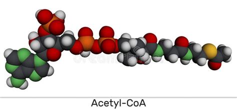 Acetyl Coa Acetyl Coenzyme A Molecule Molecular Model 3d Rendering Illustration Stock
