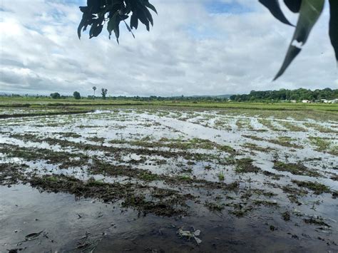 ငဖဲမြို့နယ် မန်းချောင်းရေလှောင်တမံမှ မိုးစပါးလျာထားဧက ၂၉၉၀ ဧကအတွက် ပျိုးထောင်ရေများ ပေးဝေ