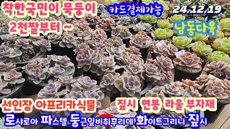 남동다육3 2천짤부터 묵둥이 선인장 부자재 깍지약 등 착하게 데려가세요짚시 연봉 파스텔 강추 Youtube