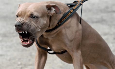 შესაძლოა საქართველოში კონკრეტული ჯიშის ძაღლების გამრავლება აიკრძალოს აგრესიული ჯიშის ძაღლის