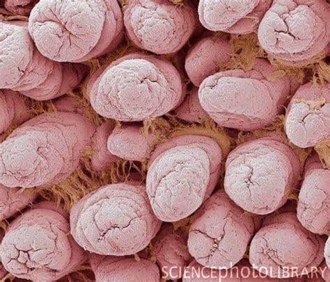 💥წვრილი ნაწლავის ხაოები ბიოლოგია Biology