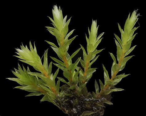Bryum Pseudotriquetrum Atlas Image Categories Northern Forest Atlas
