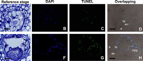 Dna Fragmentation Detection By Tunel Assays In Ss Flower Anthers Of Download Scientific Diagram