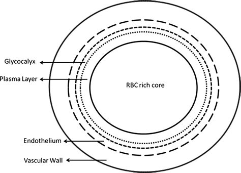 Cross Section Of An Arteriole The Version Of The Krogh Tissue Cylinder