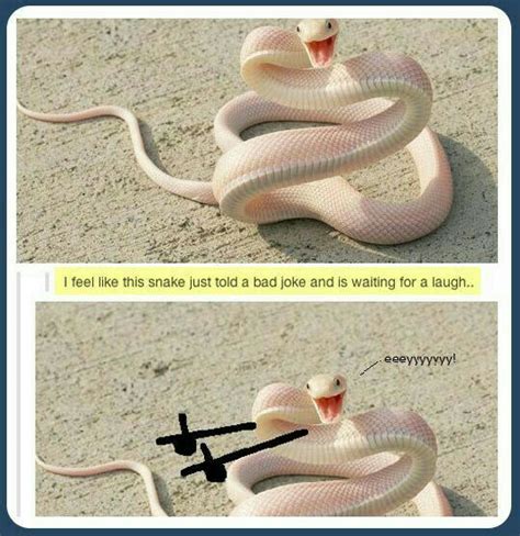 Funny Snake Meme Zo Grappig Grappige Memes Grappig