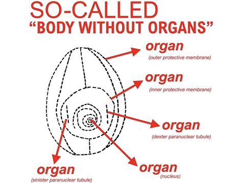 Body Without Organs Body Without Organs Know Your Meme